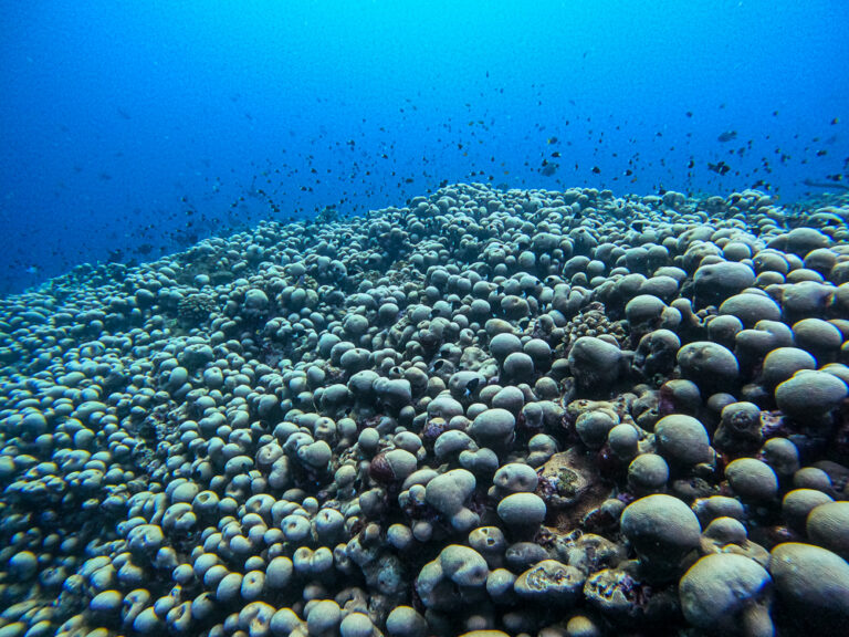 Pavona clavus: A Nerdic Experience! | Reef Builders | The Reef and ...