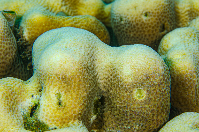 Pavona clavus: A Nerdic Experience! | Reef Builders | The Reef and ...