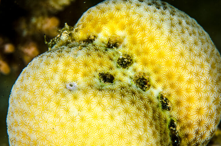 Pavona clavus: A Nerdic Experience! | Reef Builders | The Reef and Saltwater Aquarium Blog