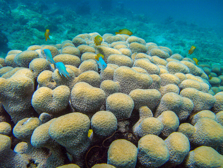 Pavona clavus: A Nerdic Experience! | Reef Builders | The Reef and ...