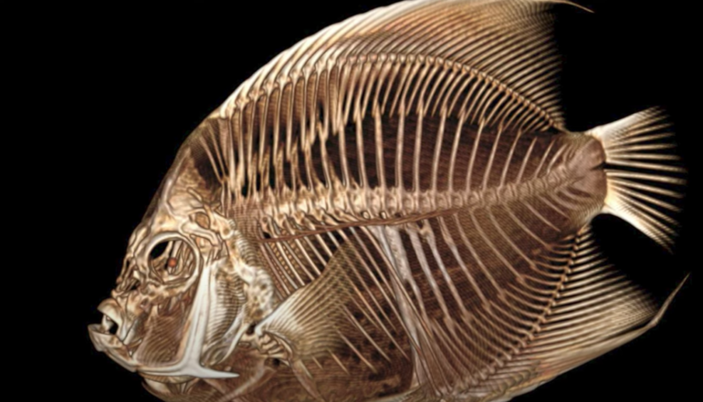 Denver Zoo’s French Angel Gets Fish CT Scan | Reef Builders | The Reef ...