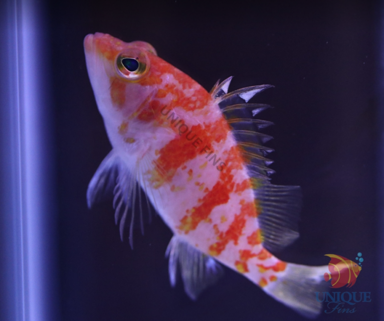 Two Rare Plectranthias Basslets Imported by Unique Fins | Reef Builders ...