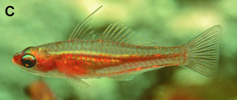 Trimma nubarum is a New Species of Pygmygoby from the Red Sea | Reef ...