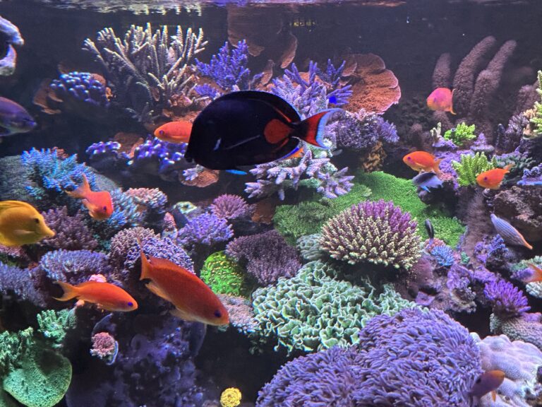 How to Select Fish for a New Reef Tank | Reef Builders | The Reef and ...