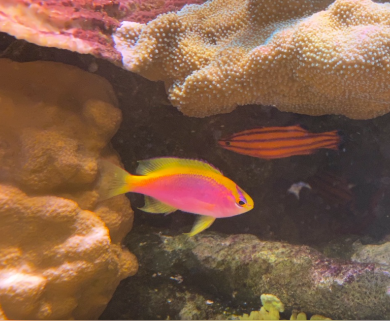 How to Acclimate New Fish | Reef Builders | The Reef and Saltwater ...