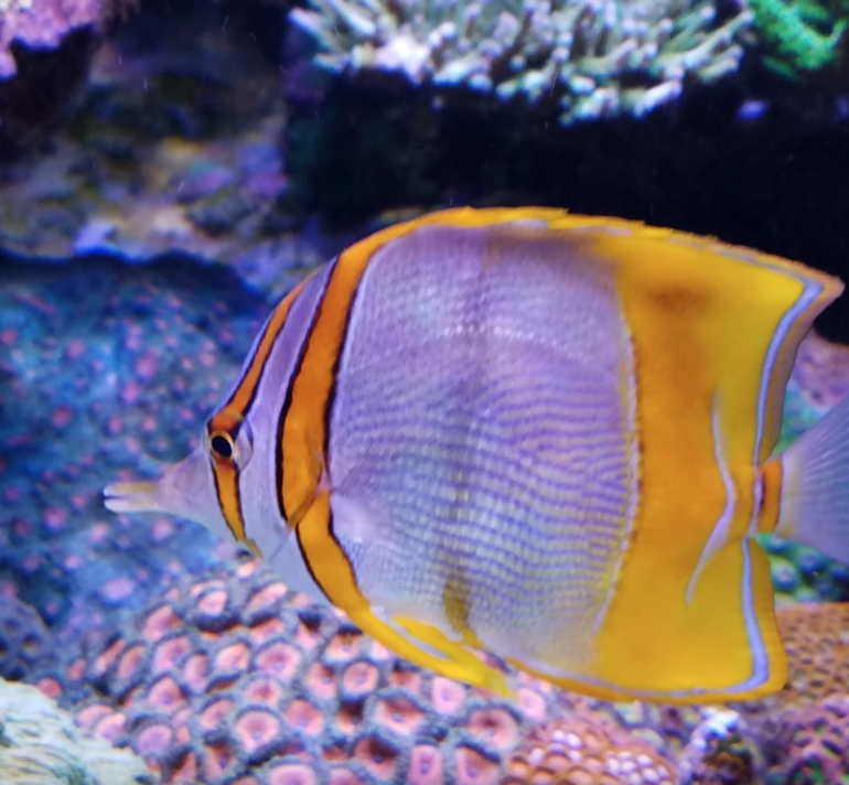 The Importance of Proper Fish Feeding | Reef Builders | The Reef and ...