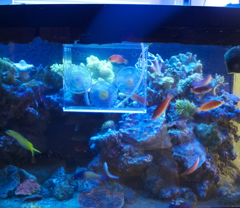 How to Acclimate New Fish | Reef Builders | The Reef and Saltwater ...