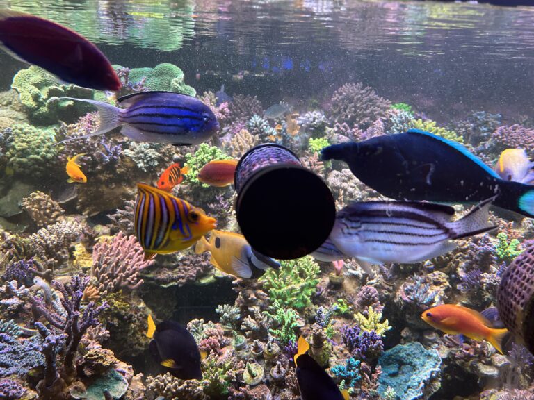 The Importance of Proper Fish Feeding | Reef Builders | The Reef and ...