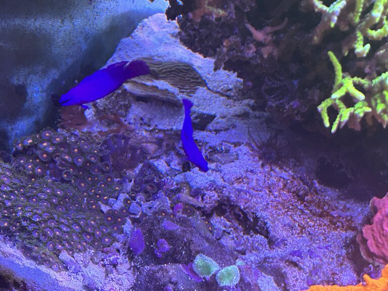 How to Select Fish for a New Reef Tank | Reef Builders | The Reef and ...