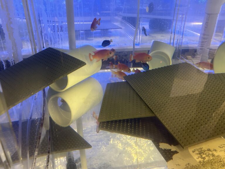 Why and How to Quarantine Saltwater Fish | Reef Builders | The Reef and ...