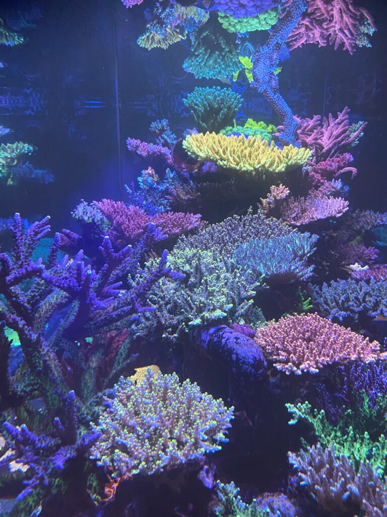 How to select a Local Fish Store and How to Buy Online | Reef Builders ...