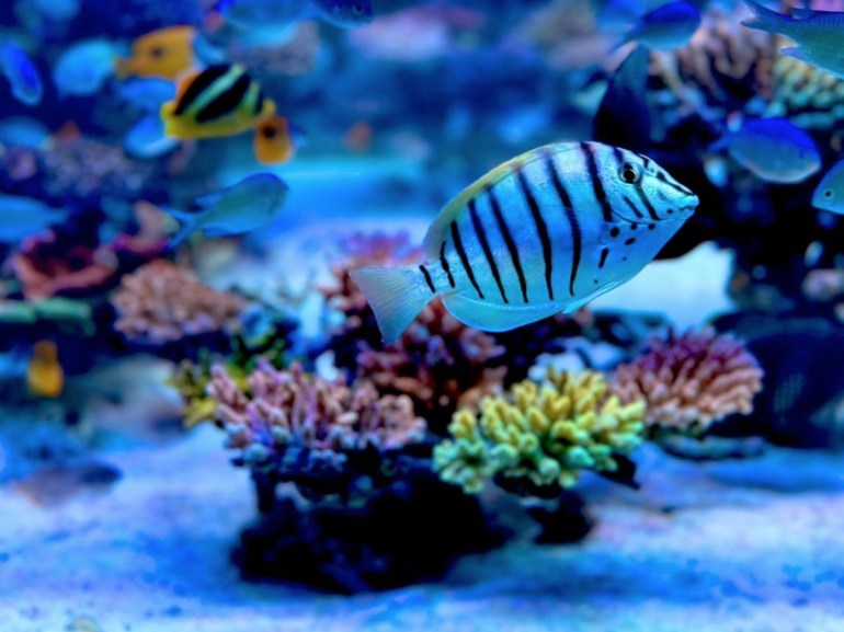 Ten of our Favorite #reefbuilders Fish from Instagram | Reef Builders ...