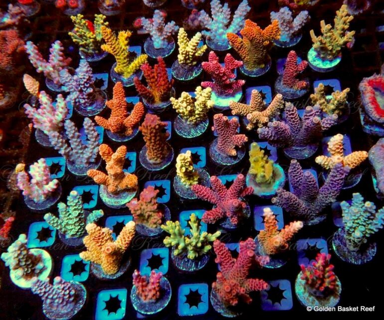 Which Corals to Add to a New Tank | Reef Builders | The Reef and Saltwater Aquarium Blog