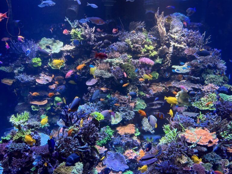 Are Reef Tanks Stress-Reducing or Stress-Inducing? | Reef Builders ...