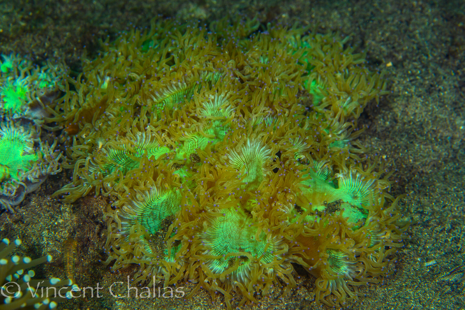 Jake Adams, Celebration of Life Dive Trip | Reef Builders | The Reef ...