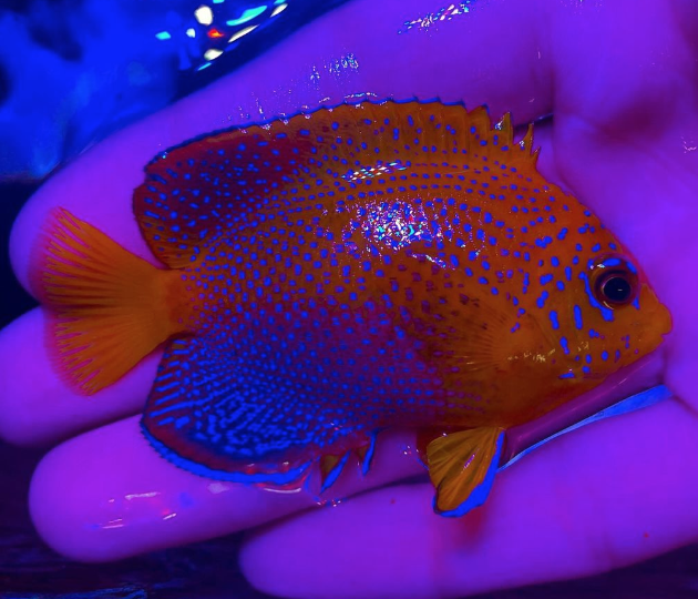 Home [reefbuilders.com]