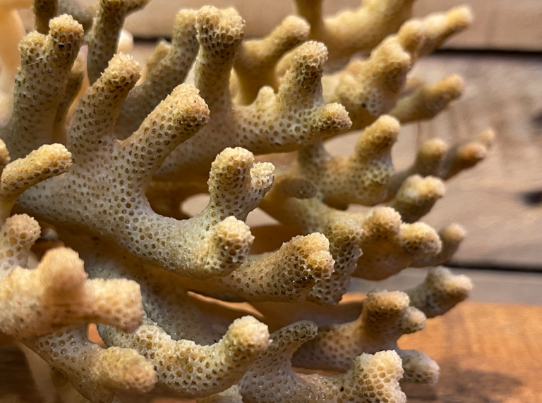 Seven Ways to Reuse Dead Hard Coral Skeletons | Reef Builders | The ...