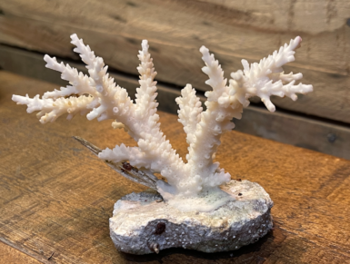 Seven Ways to Reuse Dead Hard Coral Skeletons | Reef Builders | The ...