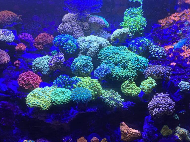 The Importance of Coral Nutrition | Reef Builders | The Reef and ...