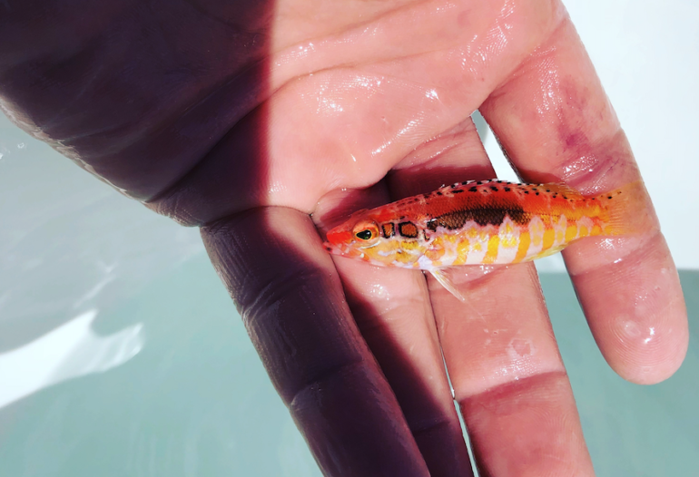 Orangeback Bass is a Collector’s Item from the Caribbean | Reef ...
