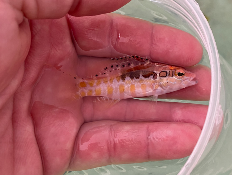 Orangeback Bass is a Collector’s Item from the Caribbean | Reef ...
