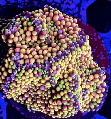 Ten of our Favorite #reefbuilders Tagged Corals on Instagram | Reef ...