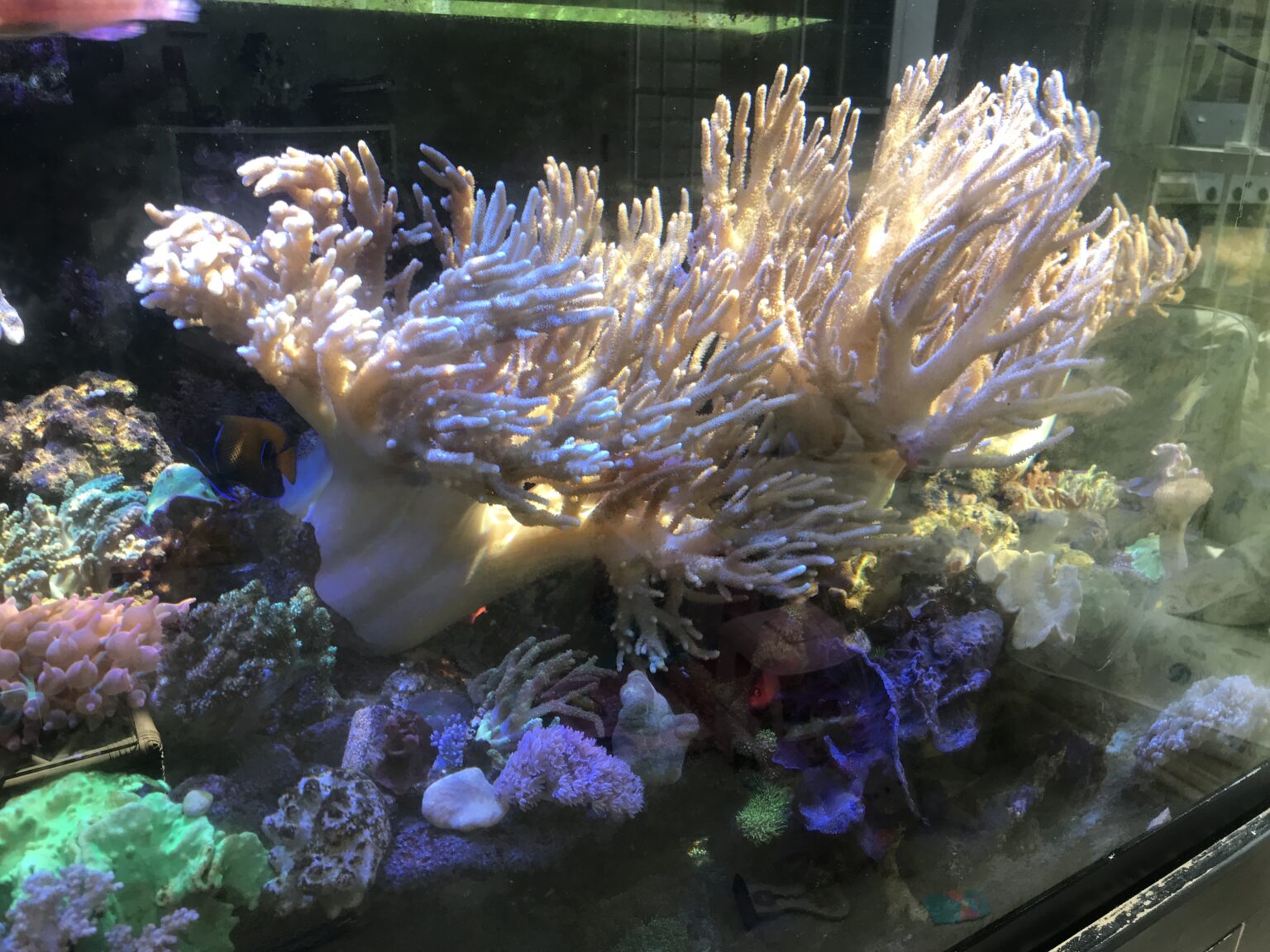 Which Corals to Add to a New Tank | Reef Builders | The Reef and ...
