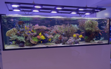 Watch Reef Therapy Episode #88 with Jason Brown of UnorthodoxReef ...