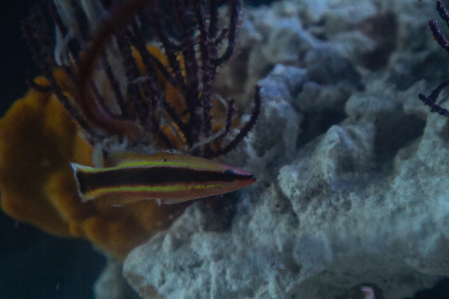 The Wrasse Bass is a Painted Basslet from the Western Atlantic | Reef ...