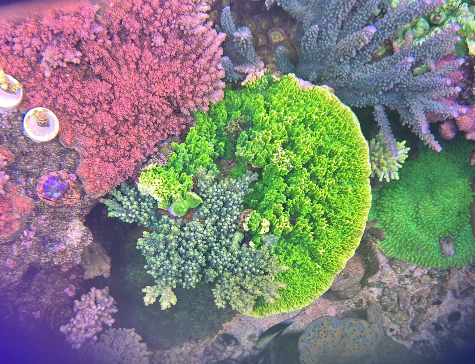 How to Properly Place Corals in a New Reef Tank | Reef Builders | The Reef and Saltwater ...