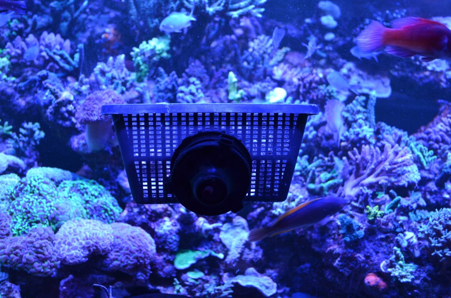 How and Why to Dip Newly Acquired Corals | Reef Builders | The Reef and ...