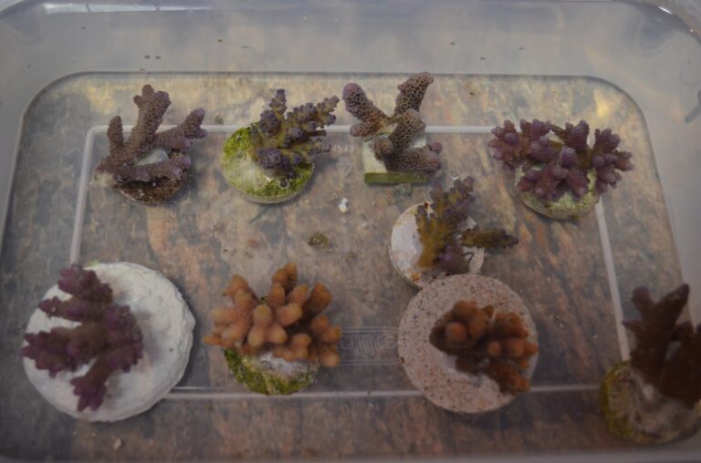How and Why to Dip Newly Acquired Corals | Reef Builders | The Reef and ...