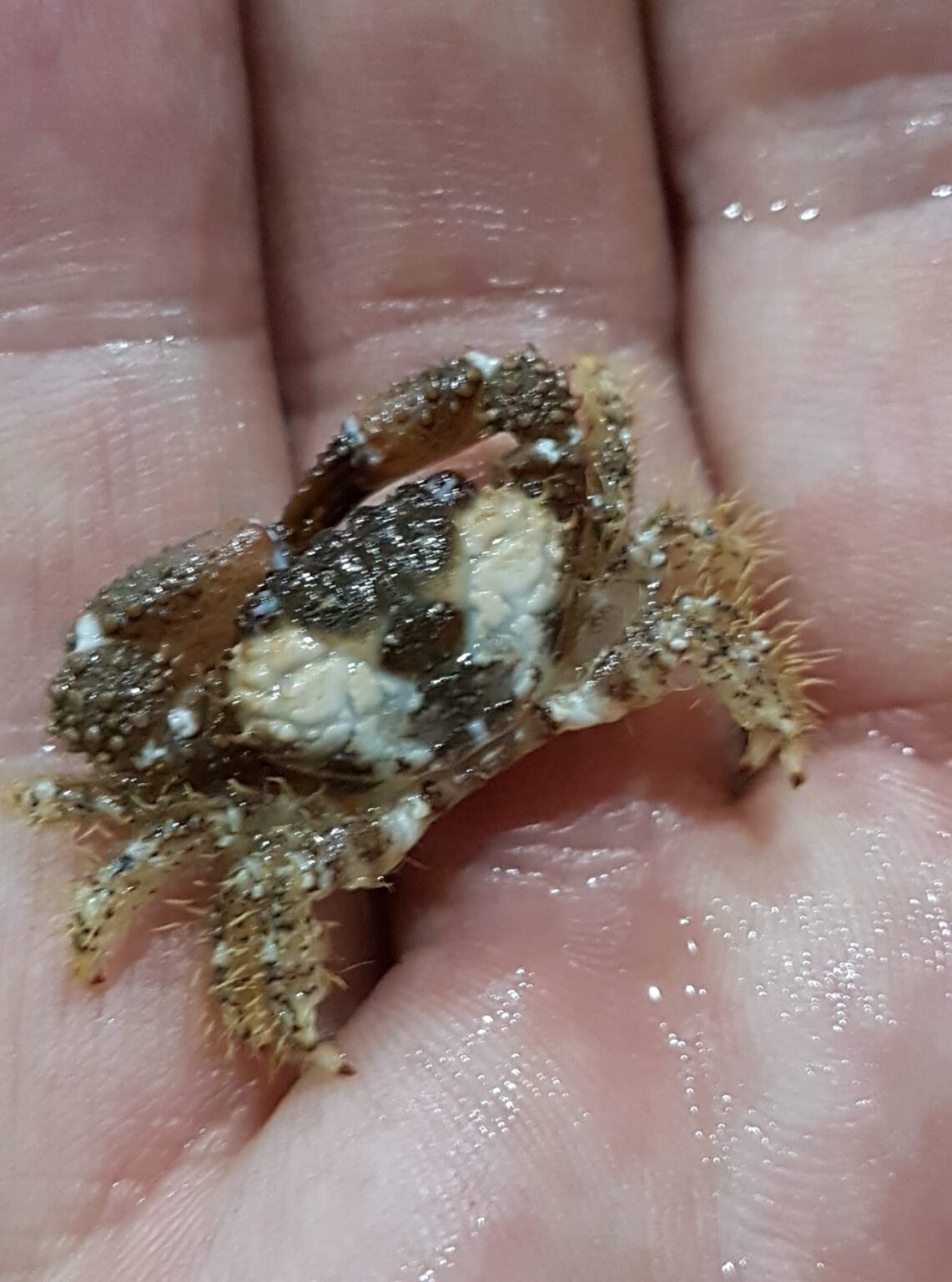 How and Why to Dip Newly Acquired Corals | Reef Builders | The Reef and ...