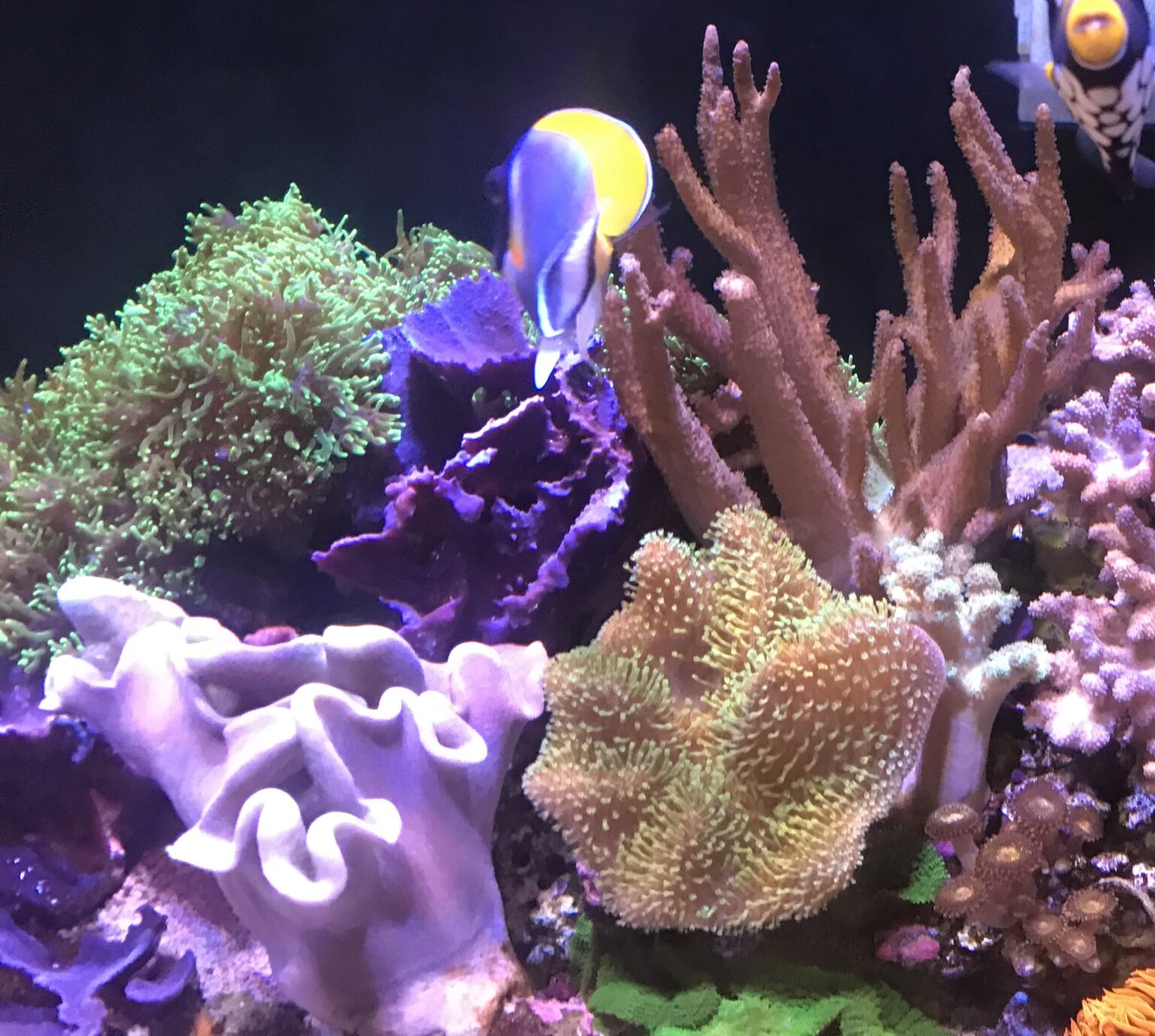 Which Corals to Add to a New Tank | Reef Builders | The Reef and Saltwater Aquarium Blog