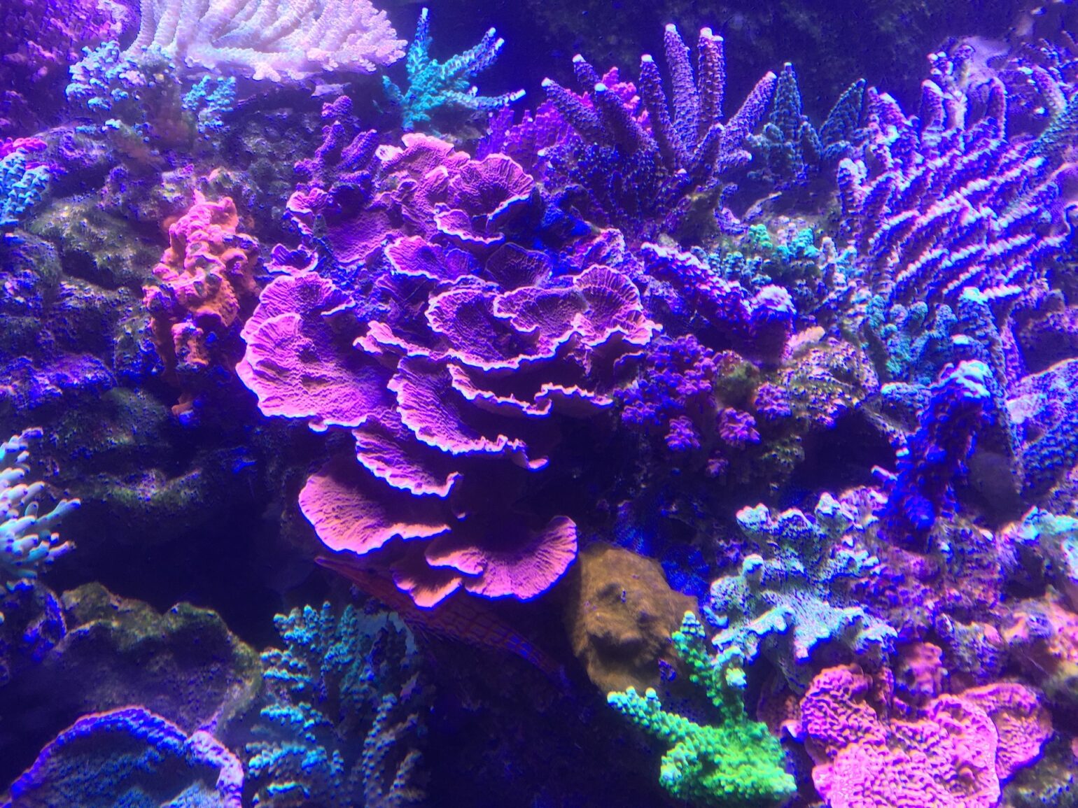 How and Why to Dip Newly Acquired Corals | Reef Builders | The Reef and ...