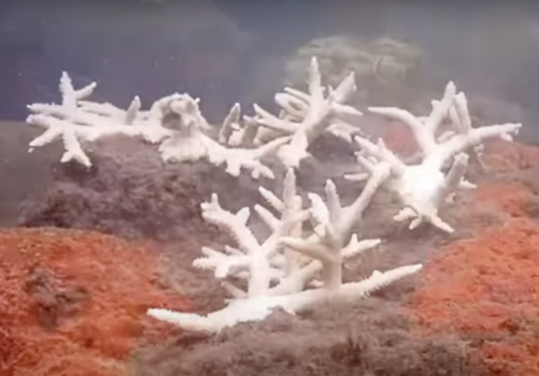 Coral City Camera Records World’s Most Comprehensive Coral Bleaching Timelapse | Reef Builders ...