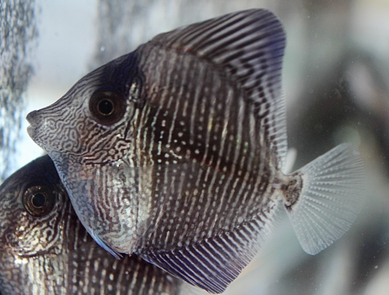 Surge Marine Life Breeds Zebrasoma Hybrid Tangs with Unknown Parentage ...