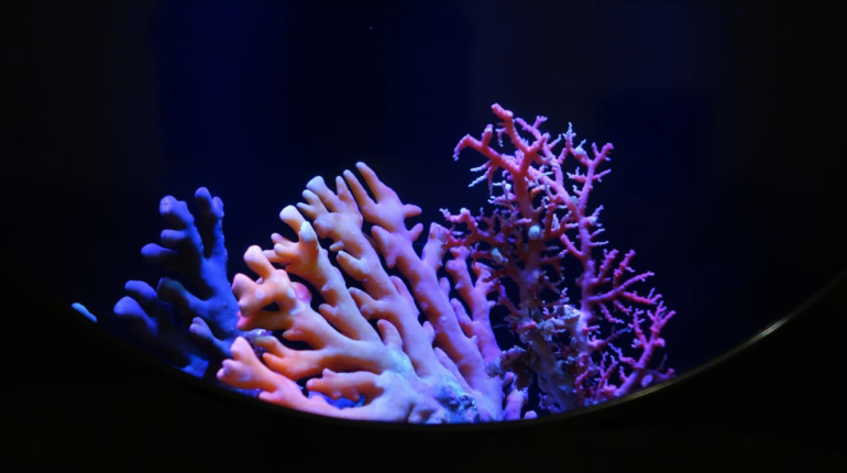 Cracking the Distichopora Code – A Closer Look at Stylasterid ...