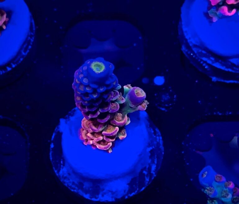 What to Consider When Buying Frags | Reef Builders | The Reef and ...