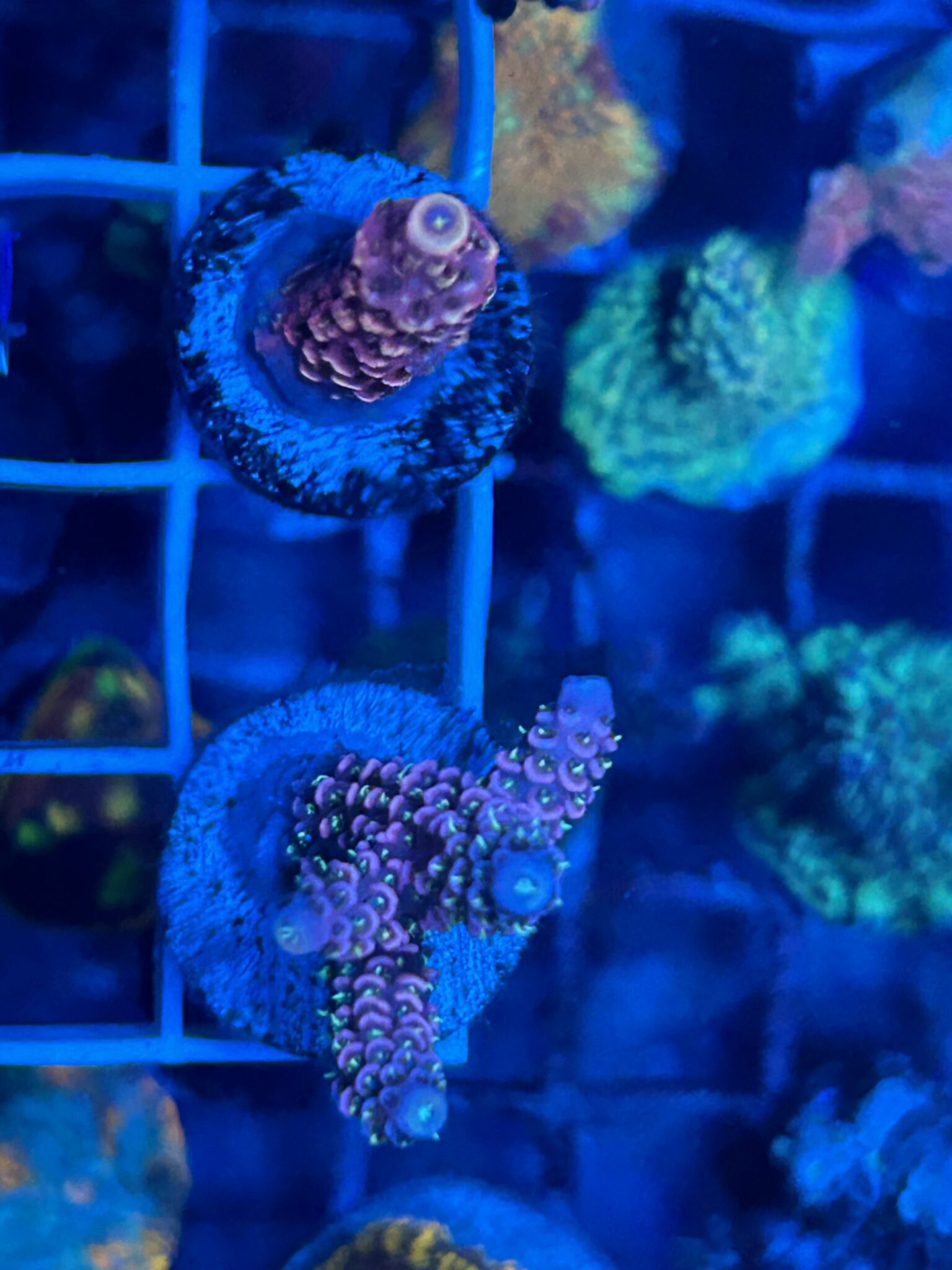 What to Consider When Buying Frags | Reef Builders | The Reef and ...