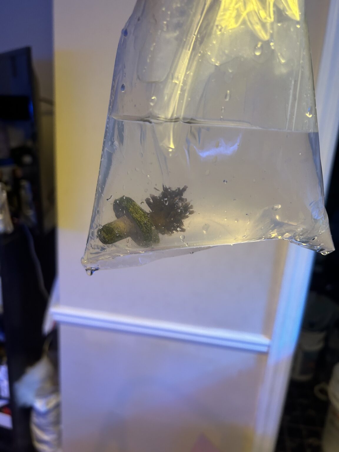 What to Consider When Buying Frags | Reef Builders | The Reef and ...