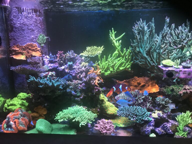 Lawrence Chan’s SPS reef from Hong Kong | Reef Builders | The Reef and ...