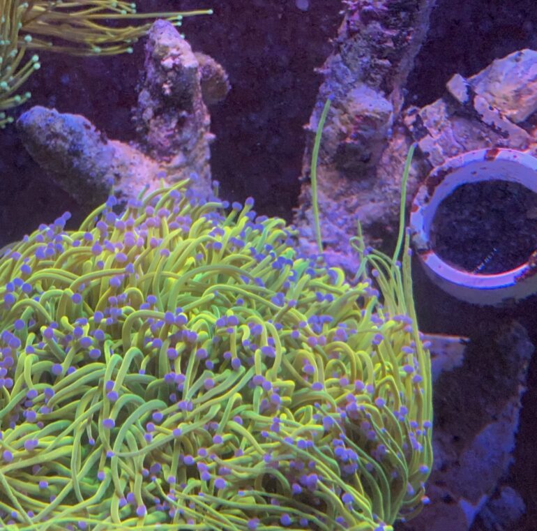 How to deal with Coral Aggression | Reef Builders | The Reef and ...