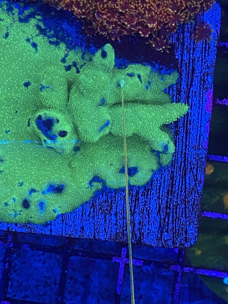 How to deal with Coral Aggression | Reef Builders | The Reef and ...