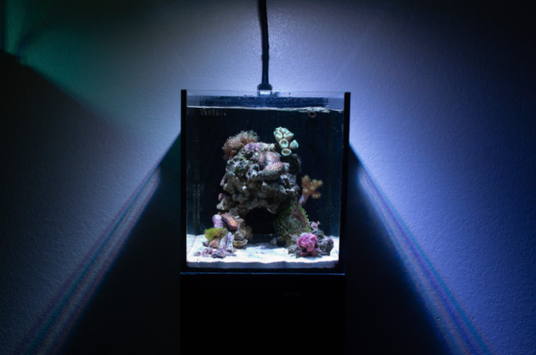 10 Gallon Nano Reef Tank Makeover | Reef Builders | The Reef and ...