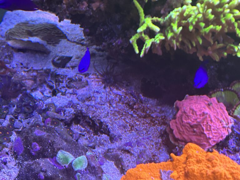 How to Manage Reef Tank Pests | Reef Builders | The Reef and Saltwater ...