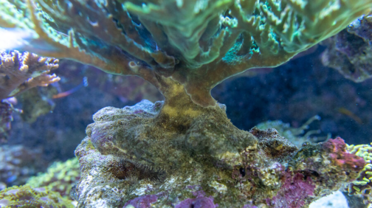 How to Manage Reef Tank Pests | Reef Builders | The Reef and Saltwater ...