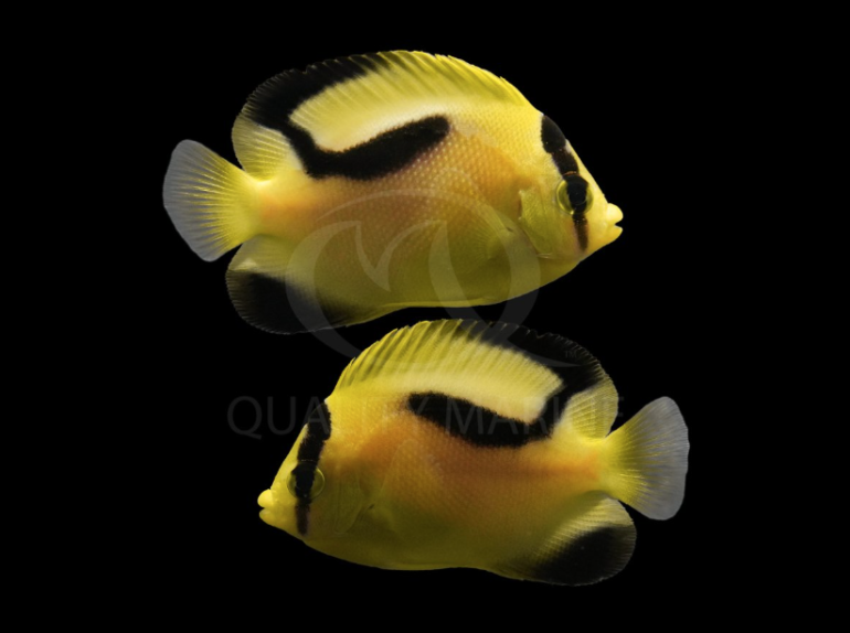 Golden Nebula Angelfish is a Griffis x GoldFlake Backcross Hybrid ...