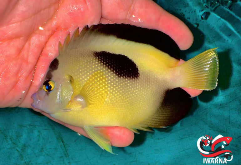 Golden Nebula Angelfish is a Griffis x GoldFlake Backcross Hybrid ...