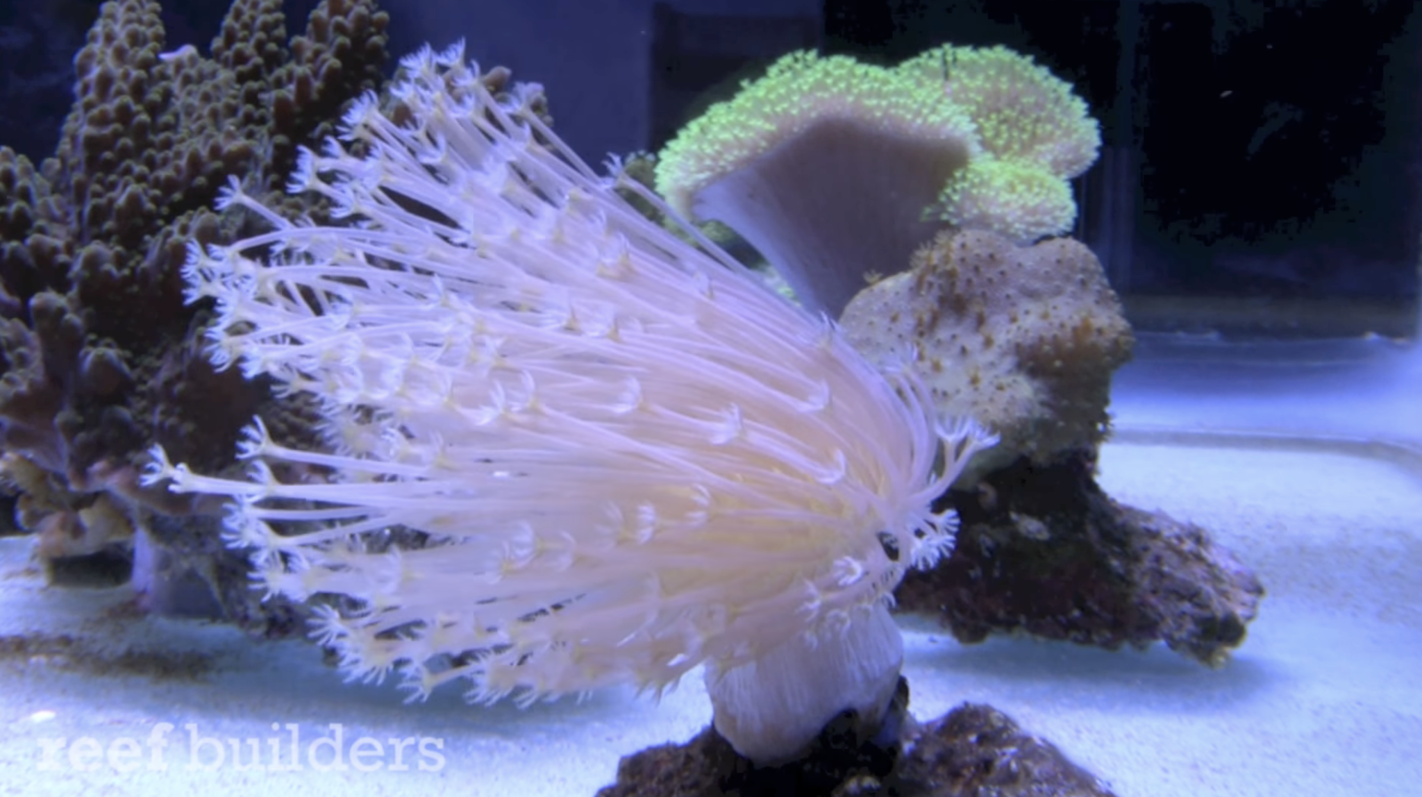 FAQs on the Weeping Willow Leather Coral | Reef Builders | The Reef and Saltwater Aquarium Blog